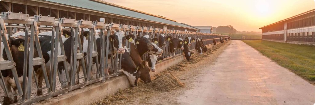 About Us - Pure milk for a healthy life